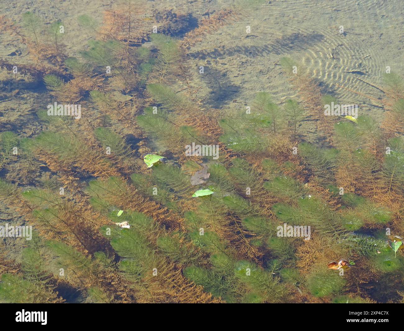 coontail (Ceratophyllum demersum) Plantae Stock Photo - Alamy