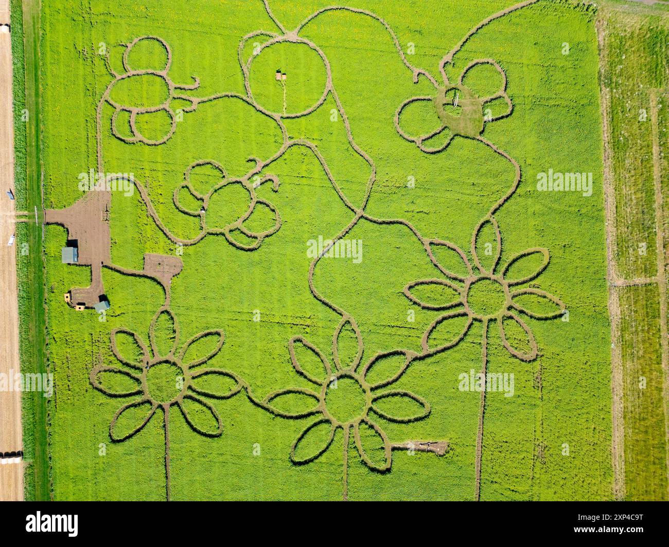 Aerial view looking down sunflower hi-res stock photography and images ...