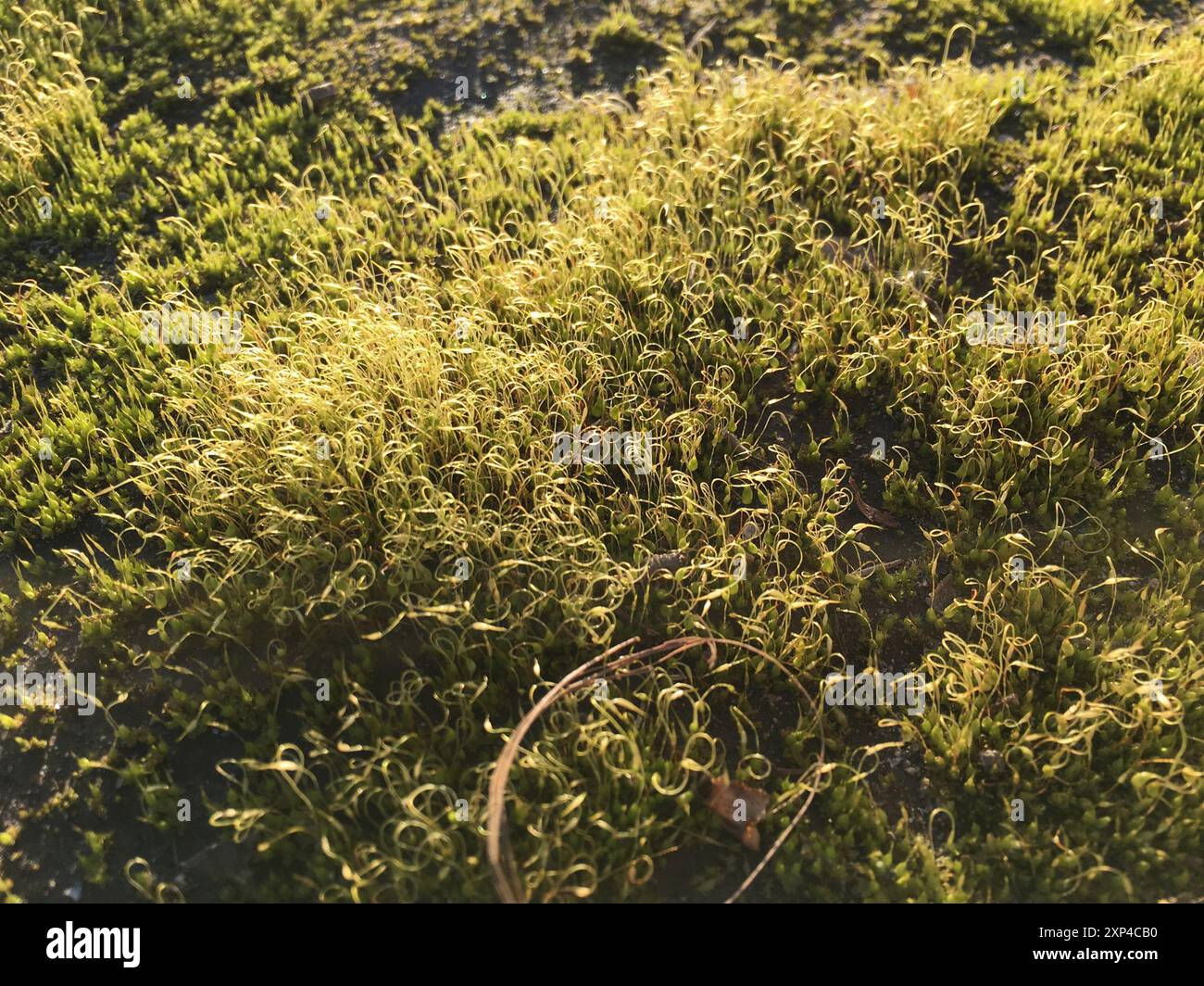 Bonfire moss (Funaria hygrometrica) Plantae Stock Photo - Alamy