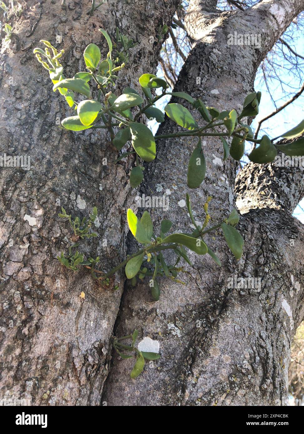 American Mistletoe (Phoradendron leucarpum) Plantae Stock Photo - Alamy