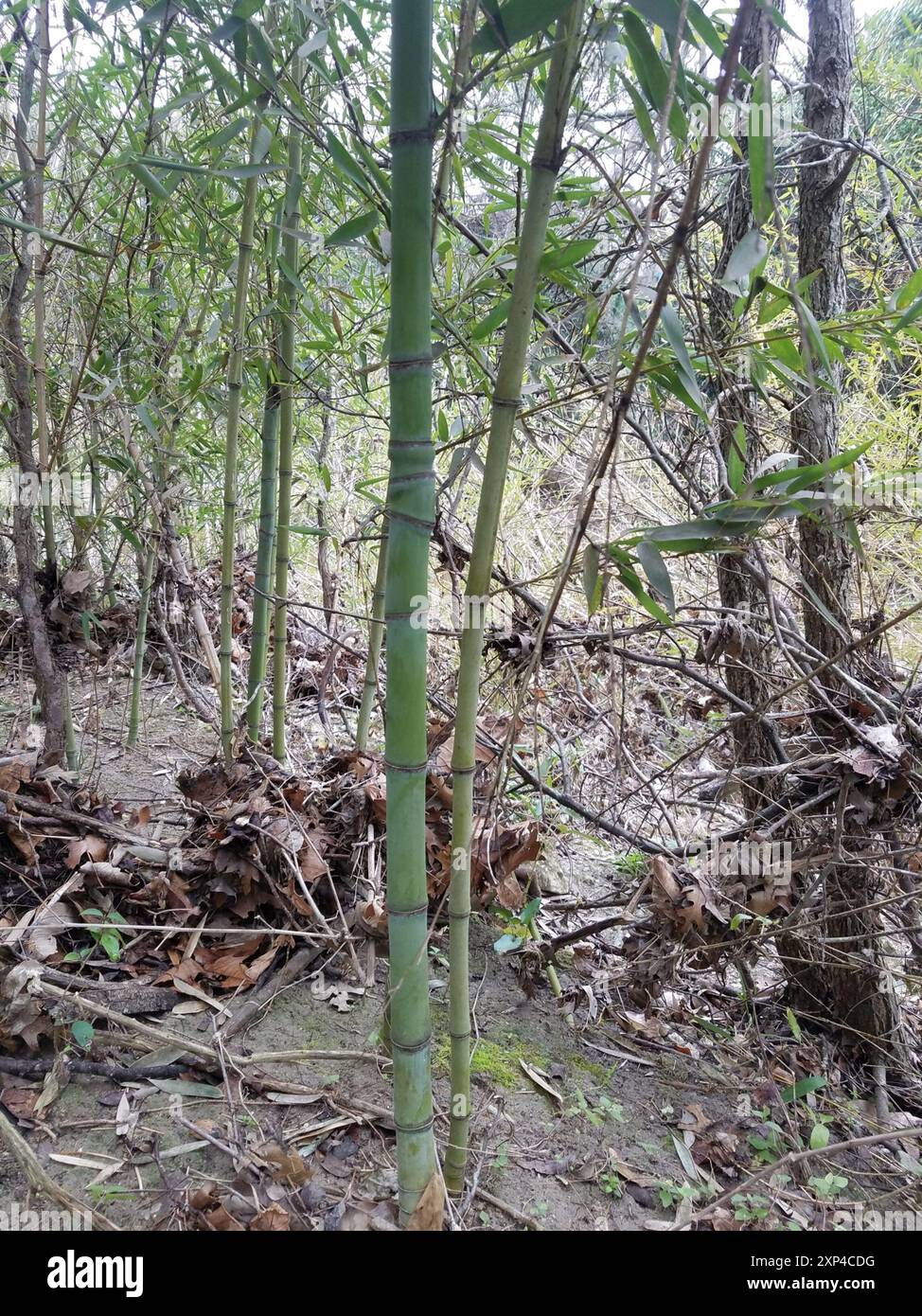fishpole bamboo (Phyllostachys aurea) Plantae Stock Photo - Alamy