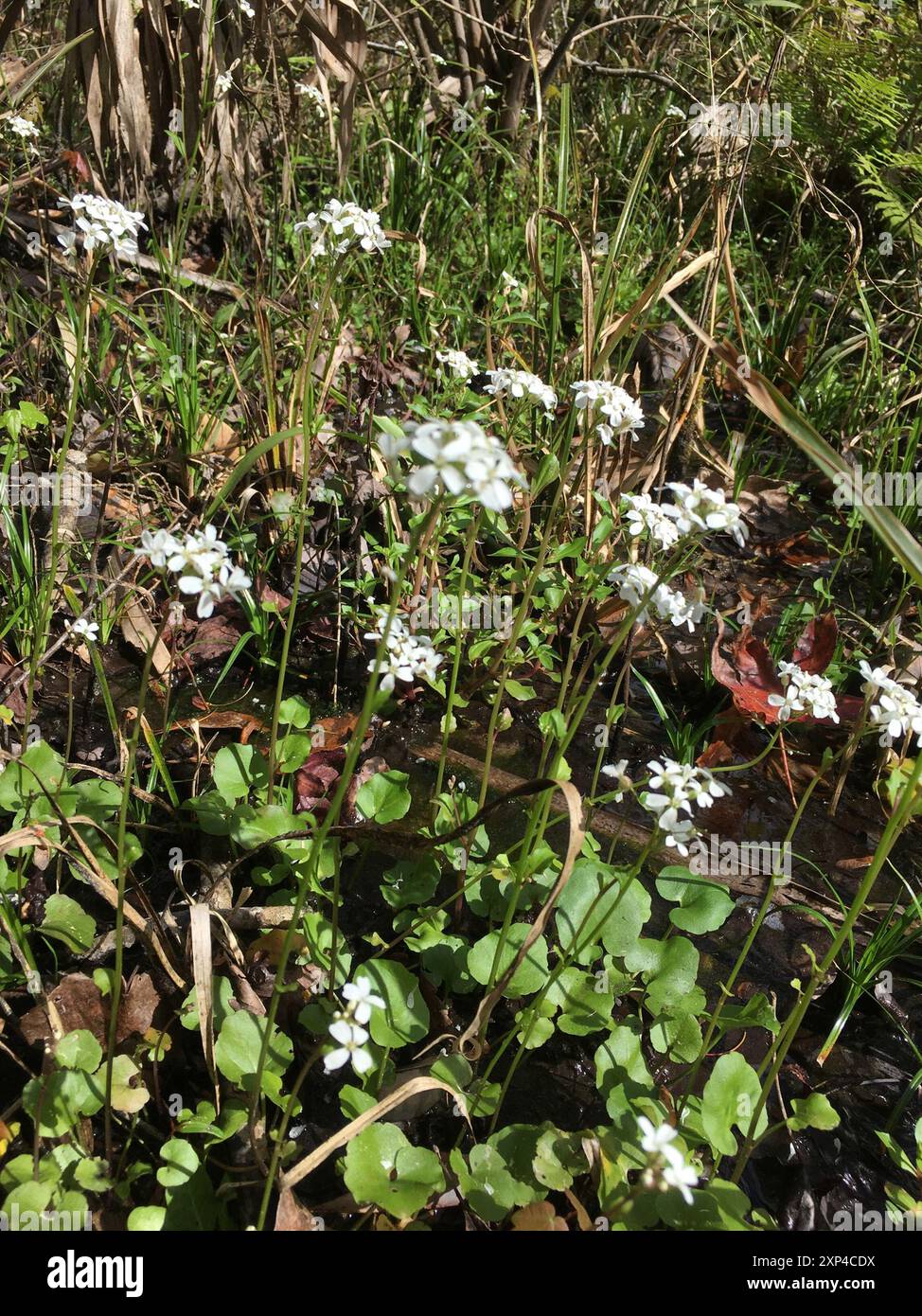 bulbous cress (Cardamine bulbosa) Plantae Stock Photo - Alamy