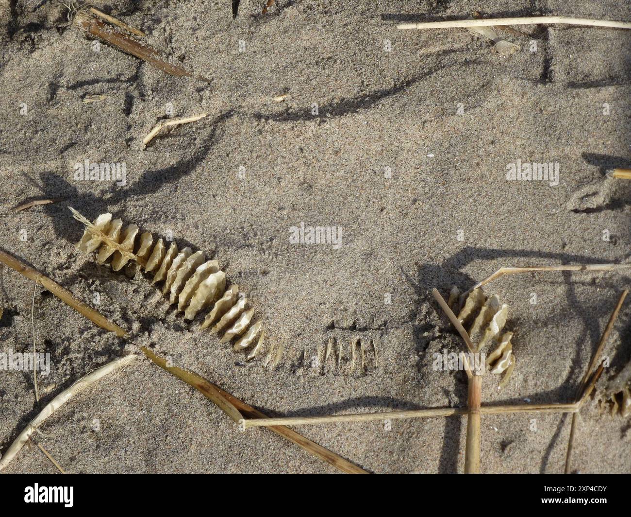 Channeled Whelk (Busycotypus canaliculatus) Mollusca Stock Photo - Alamy