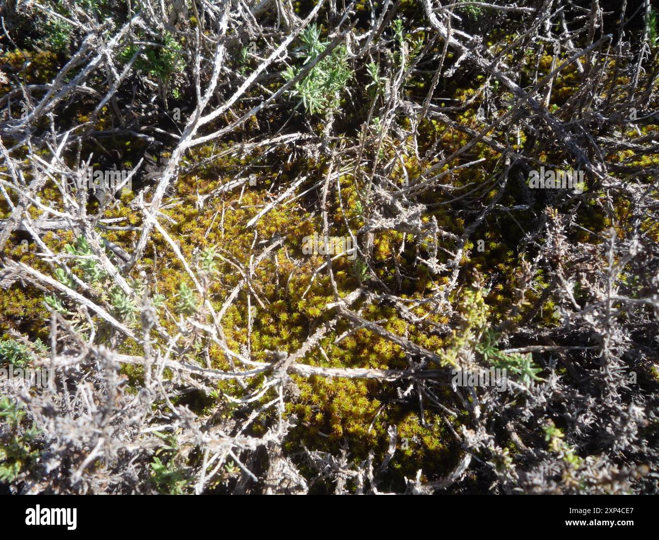 Star Moss (Syntrichia ruralis) Plantae Stock Photo - Alamy