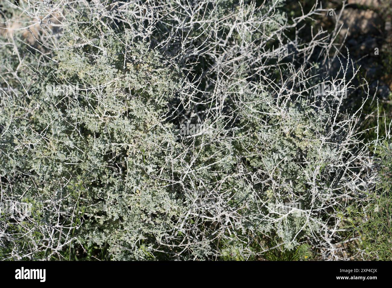 Burrobush (Ambrosia dumosa) Plantae Stock Photo - Alamy