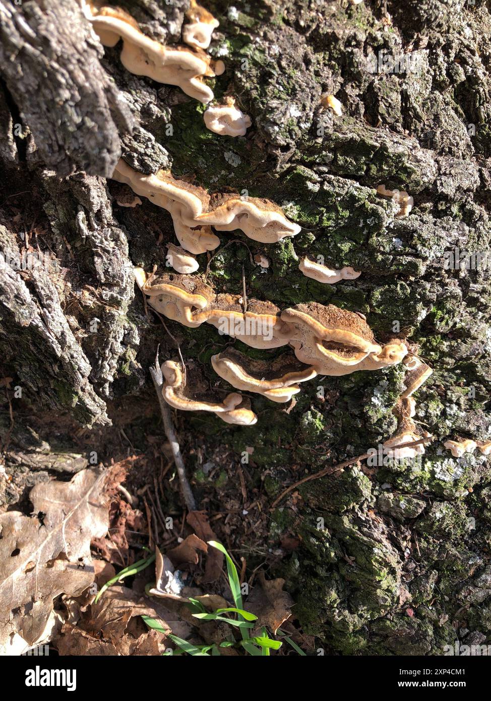 shelf fungi (Polyporales) Fungi Stock Photo - Alamy
