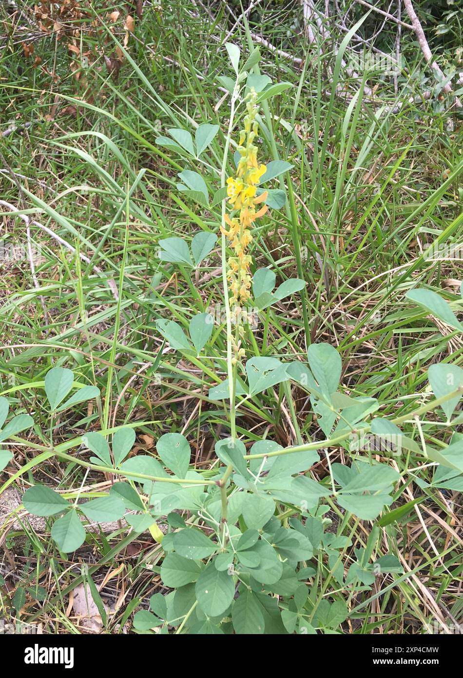Rattlepods (Crotalaria) Plantae Stock Photo - Alamy