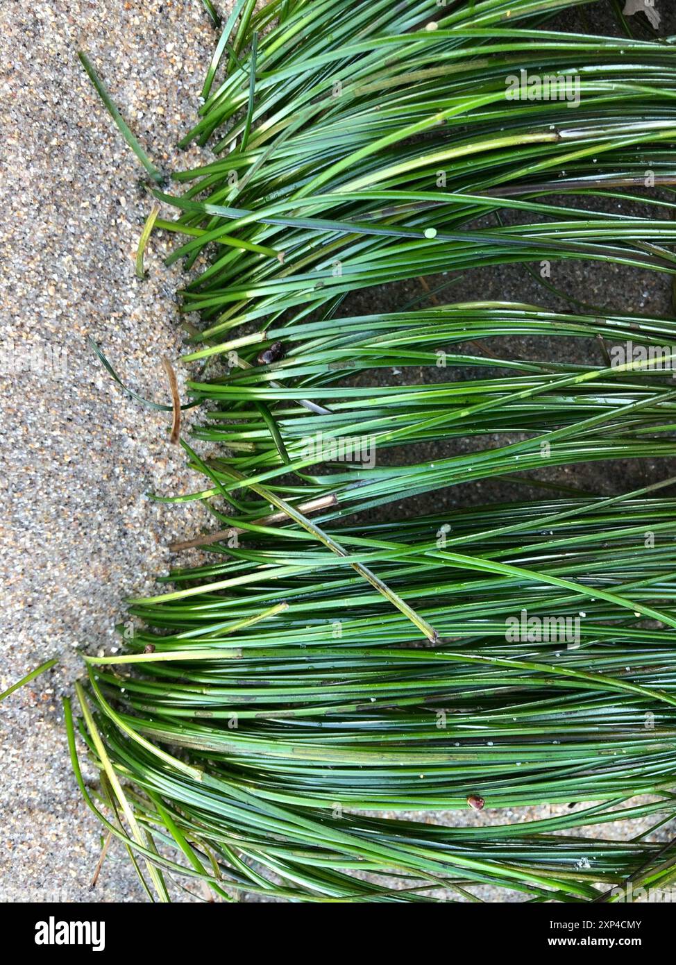 Torrey's Surfgrass (Phyllospadix torreyi) Plantae Stock Photo - Alamy
