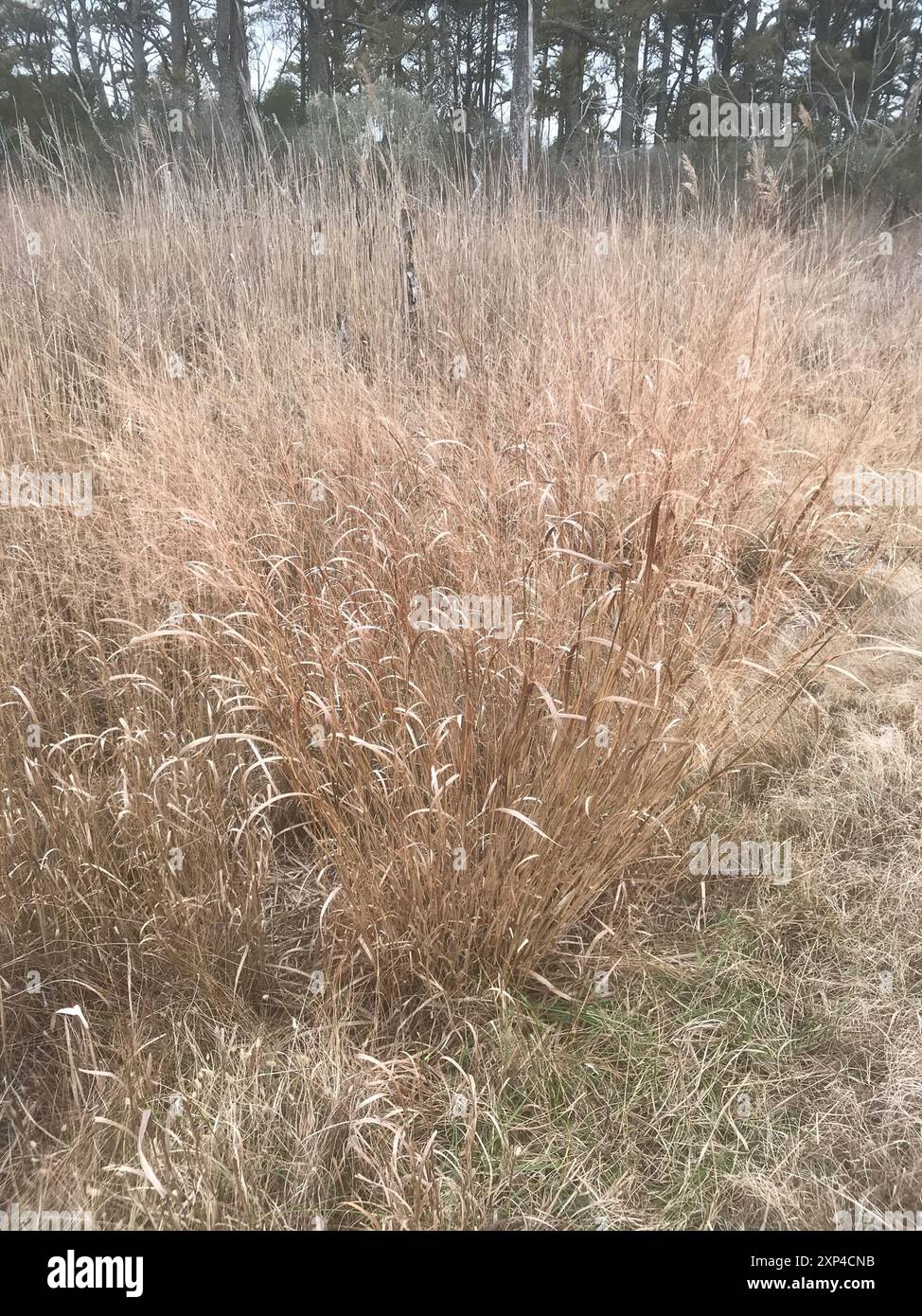 Old Switch Panicgrass (Panicum virgatum spissum) Plantae Stock Photo ...