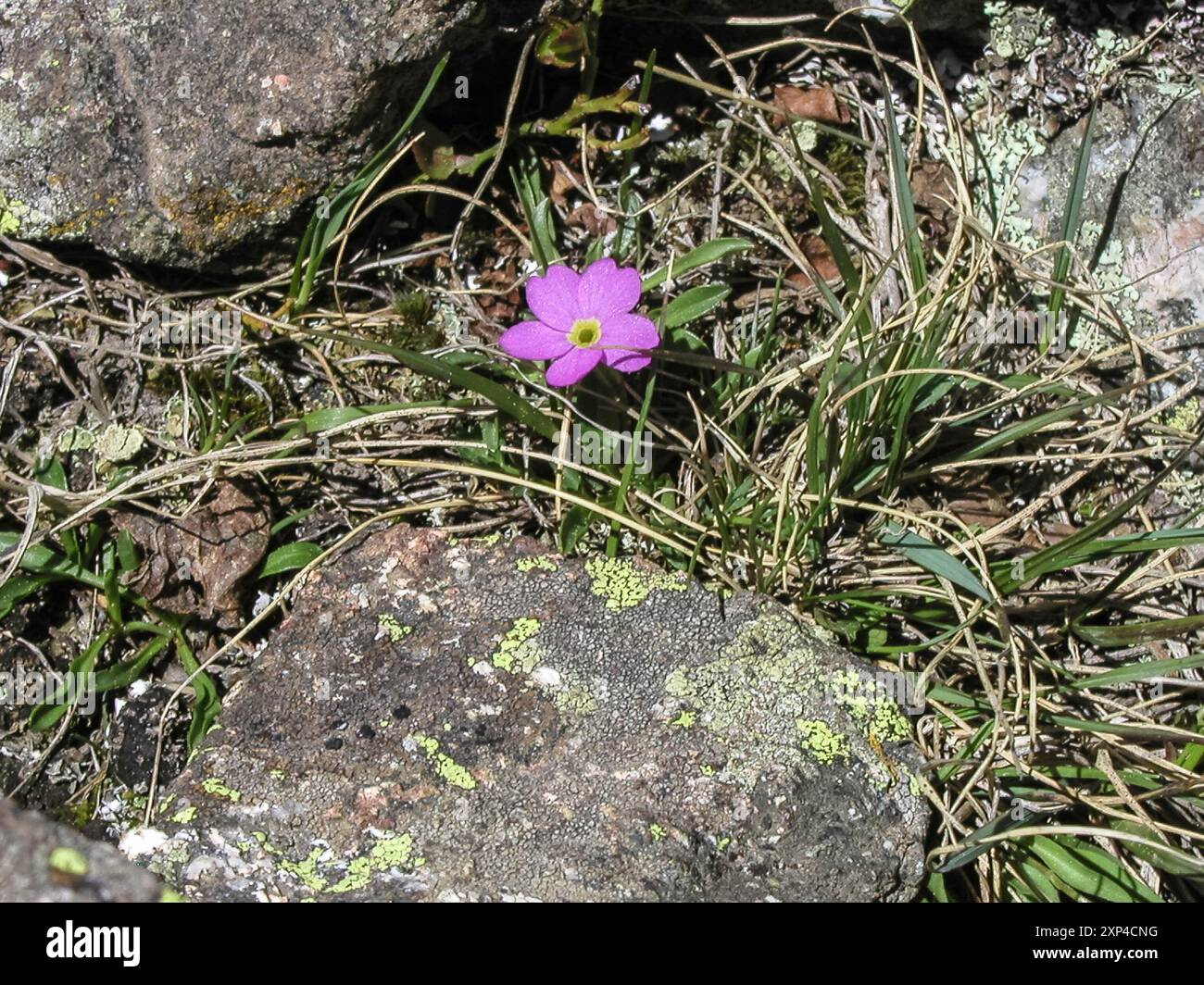 Alpine Primrose (Primula angustifolia) Plantae Stock Photo - Alamy