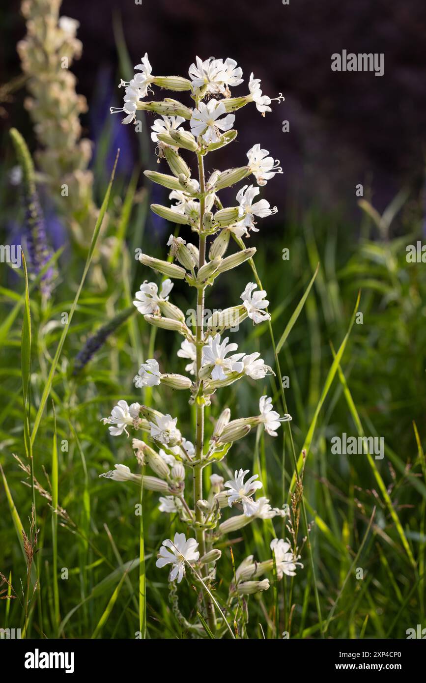 White sticky catchfly Stock Photo - Alamy
