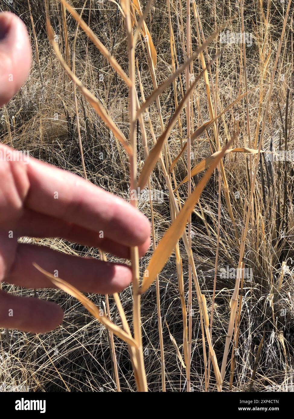common reed (Phragmites australis) Plantae Stock Photo - Alamy