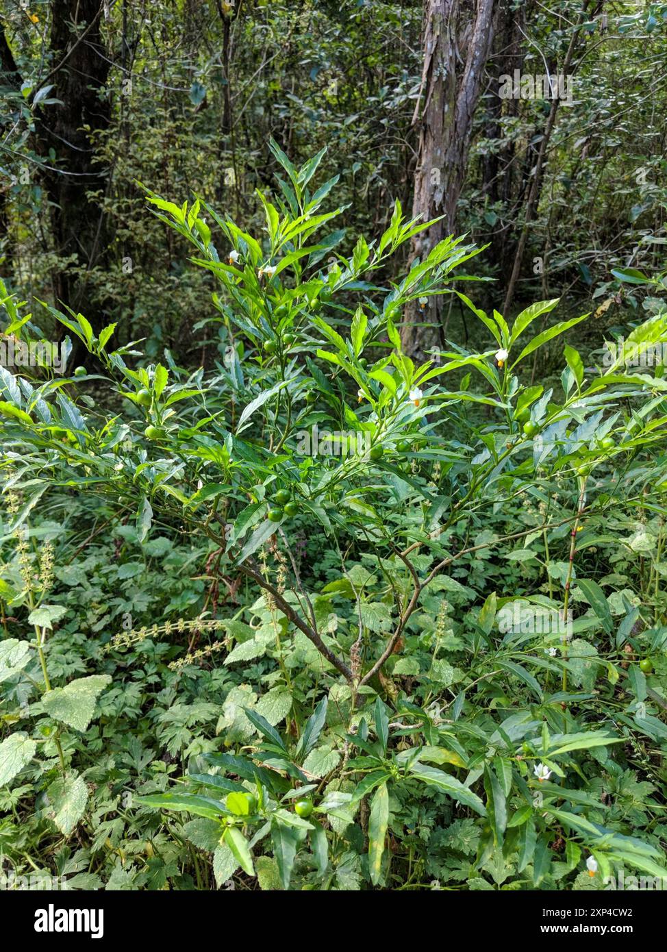 Jerusalem cherry (Solanum pseudocapsicum) Plantae Stock Photo - Alamy
