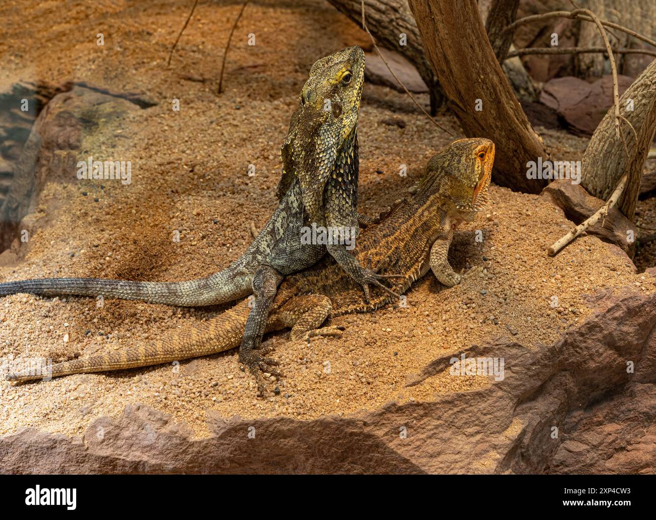 Frilled neck lizard (Chlamydosaurus kingii) and Central bearded dragon ...