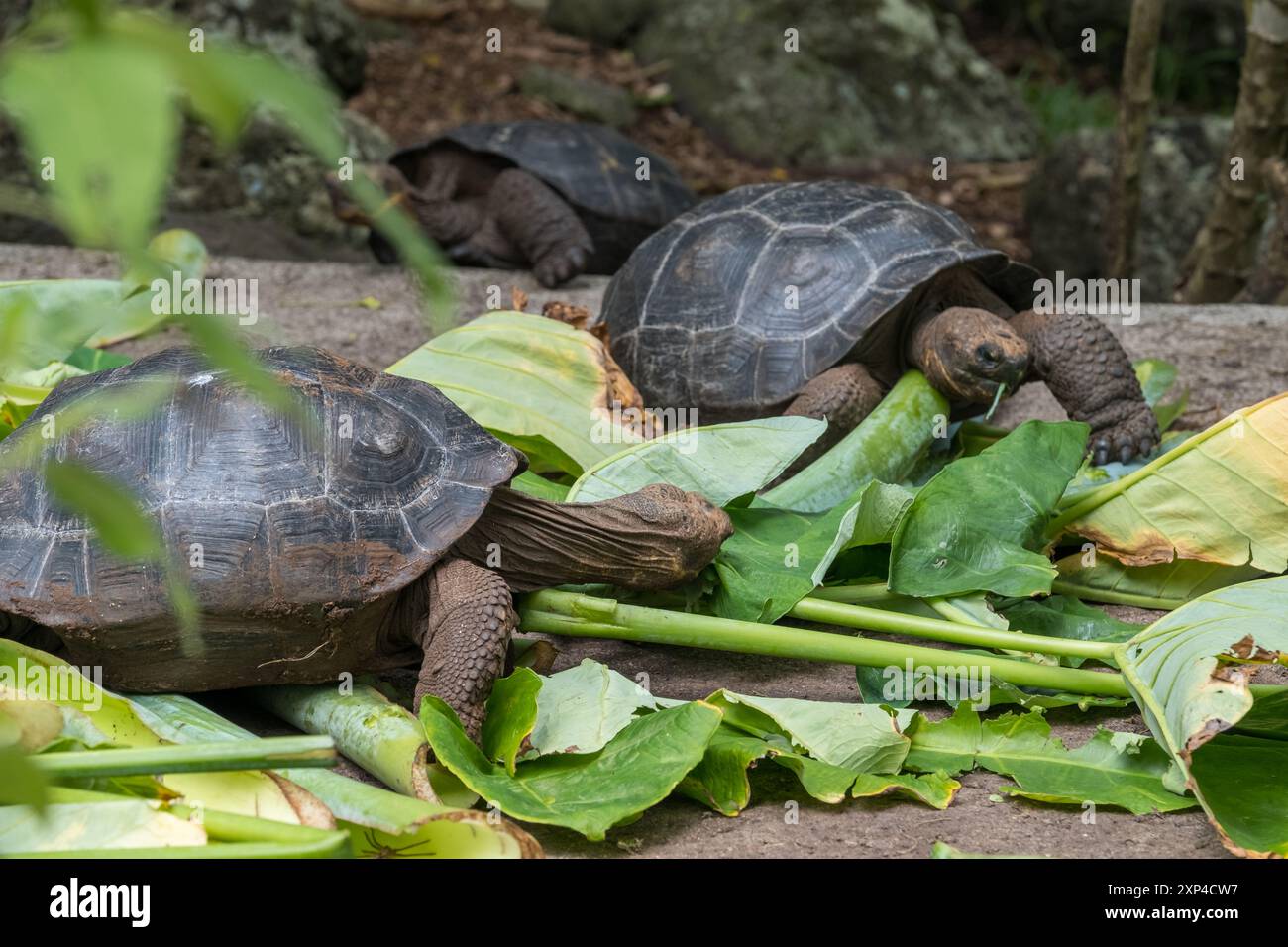 Three giant tortoises eating large green leaves in a natural outdoor ...