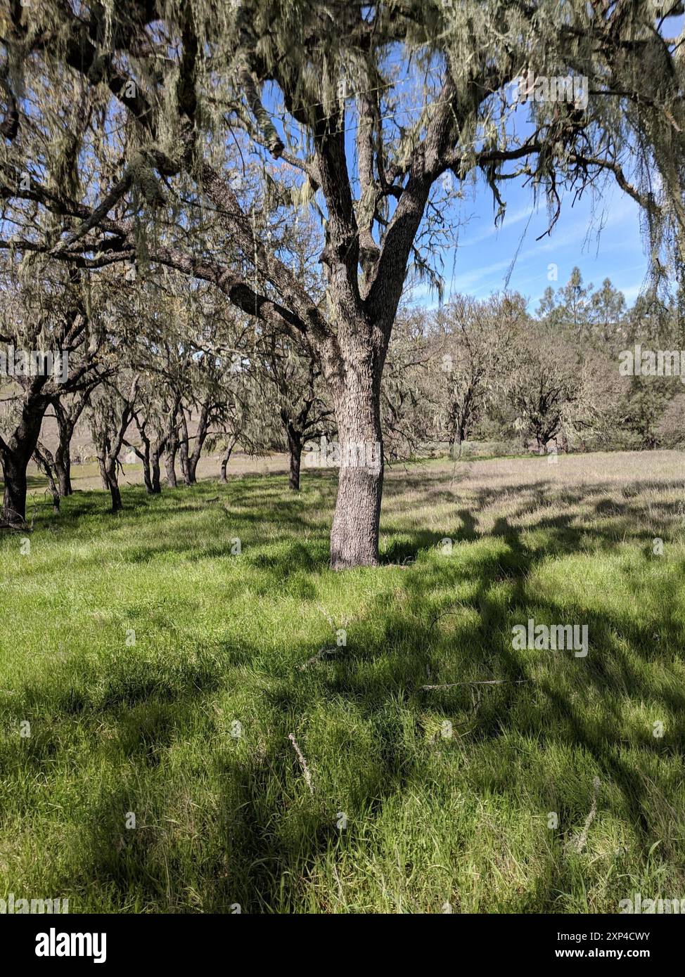 blue oak (Quercus douglasii) Plantae Stock Photo - Alamy