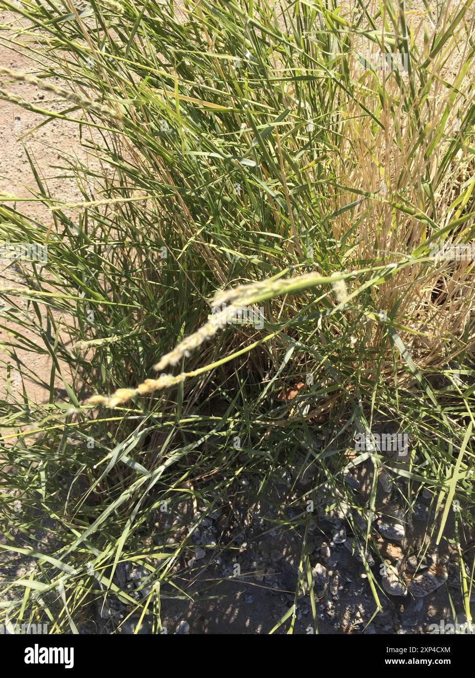 Big Galleta (Hilaria rigida) Plantae Stock Photo - Alamy