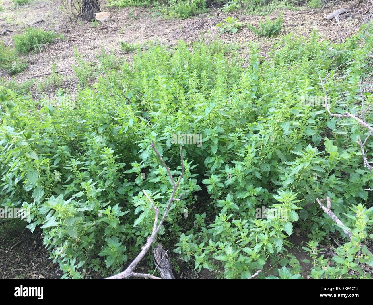 Dwarf Nettle (Urtica urens) Plantae Stock Photo - Alamy