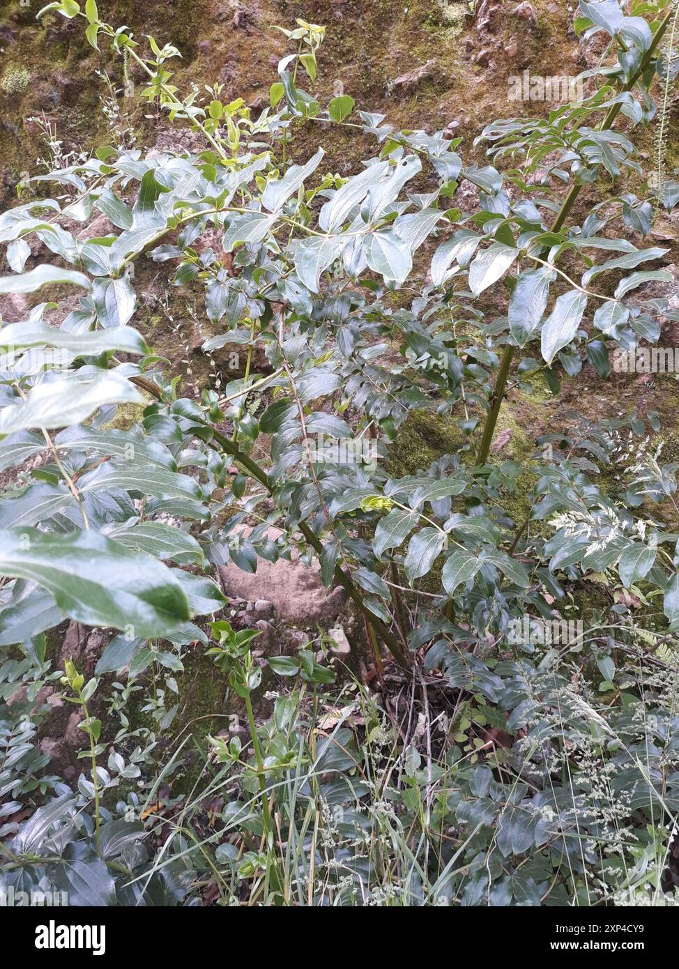Tree Tutu (Coriaria arborea) Plantae Stock Photo - Alamy