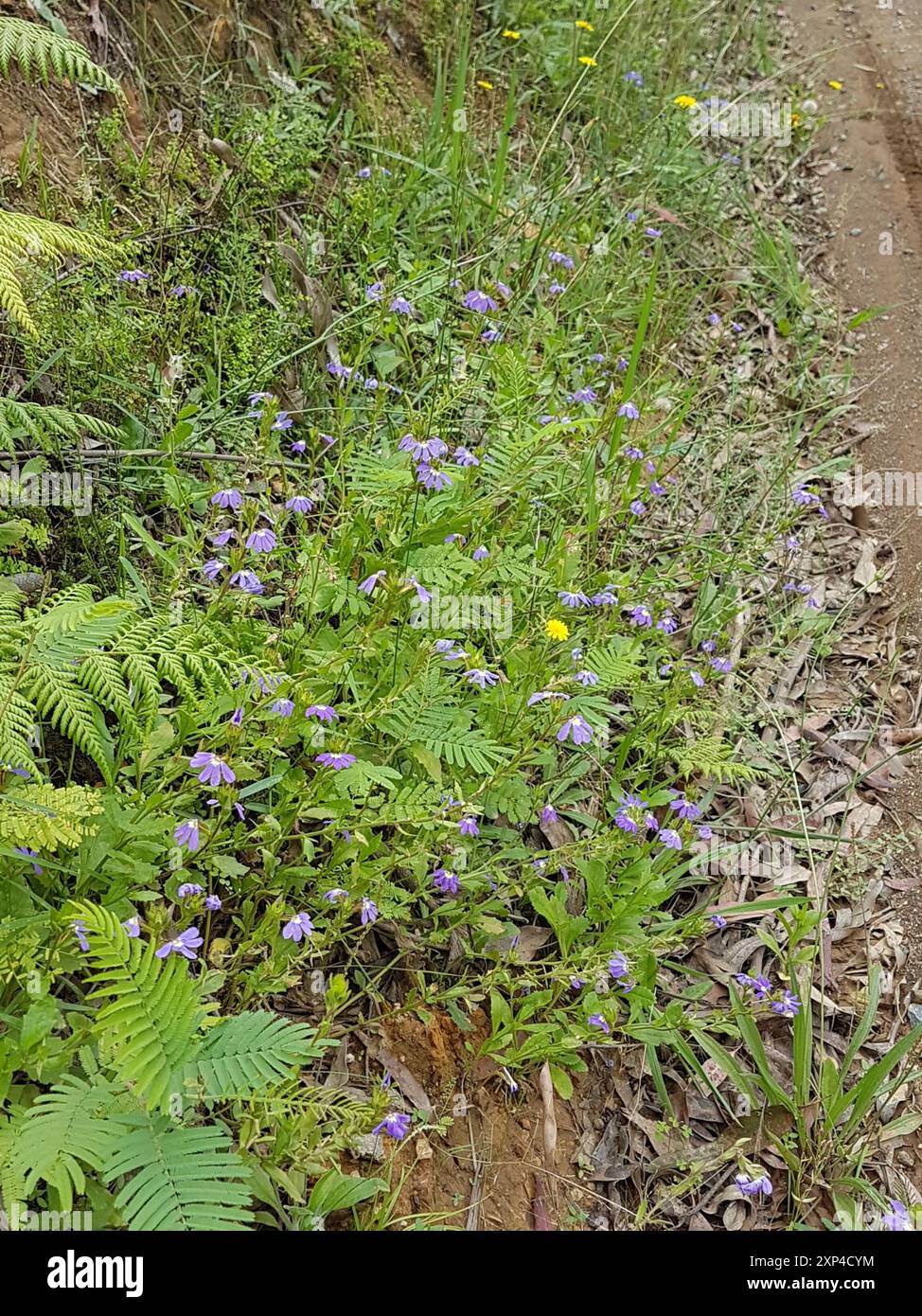 Fairy Fan-flower (Scaevola aemula) Plantae Stock Photo - Alamy