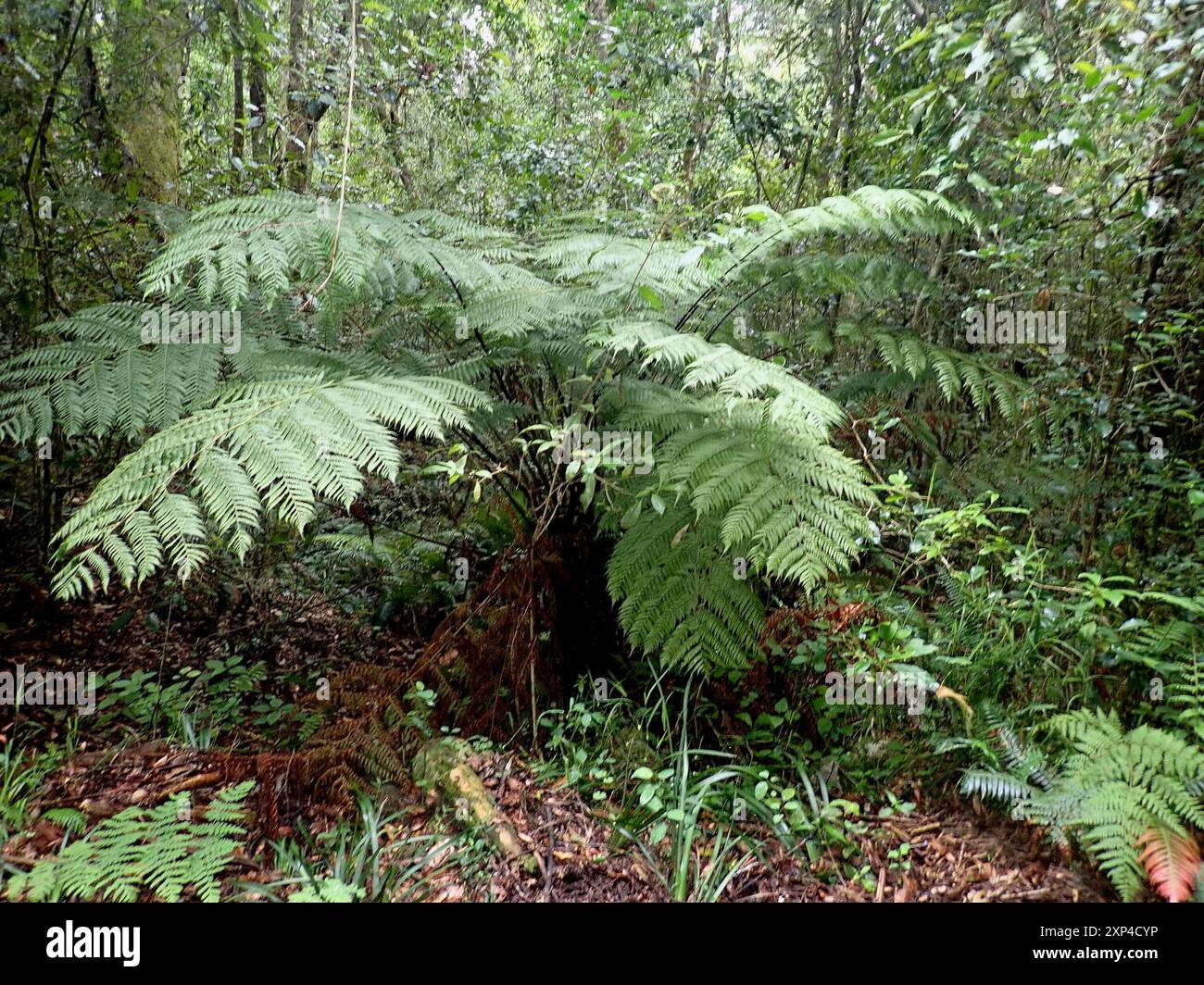 Forest Tree Fern (Cyathea capensis) Plantae Stock Photo - Alamy