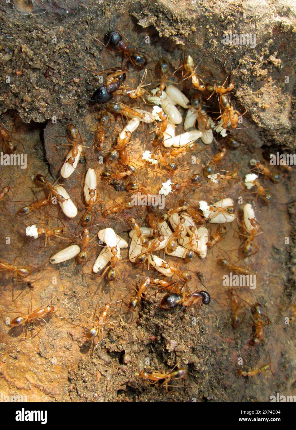 Spotted Sugar Ant (Camponotus maculatus) Insecta Stock Photo - Alamy