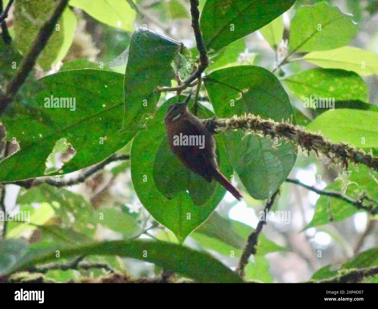 Plain Xenops (Xenops minutus) Aves Stock Photo - Alamy