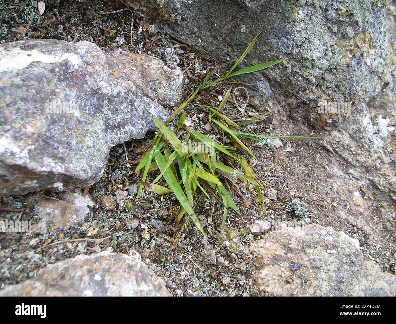 Ehrharta erecta hi-res stock photography and images - Alamy
