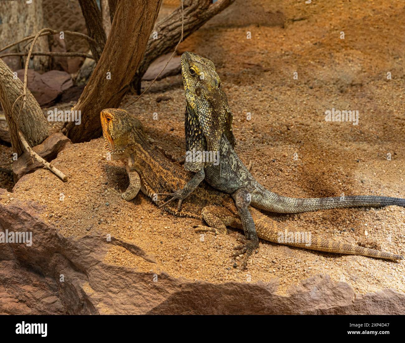 Frilled neck lizard (Chlamydosaurus kingii) and Central bearded dragon ...