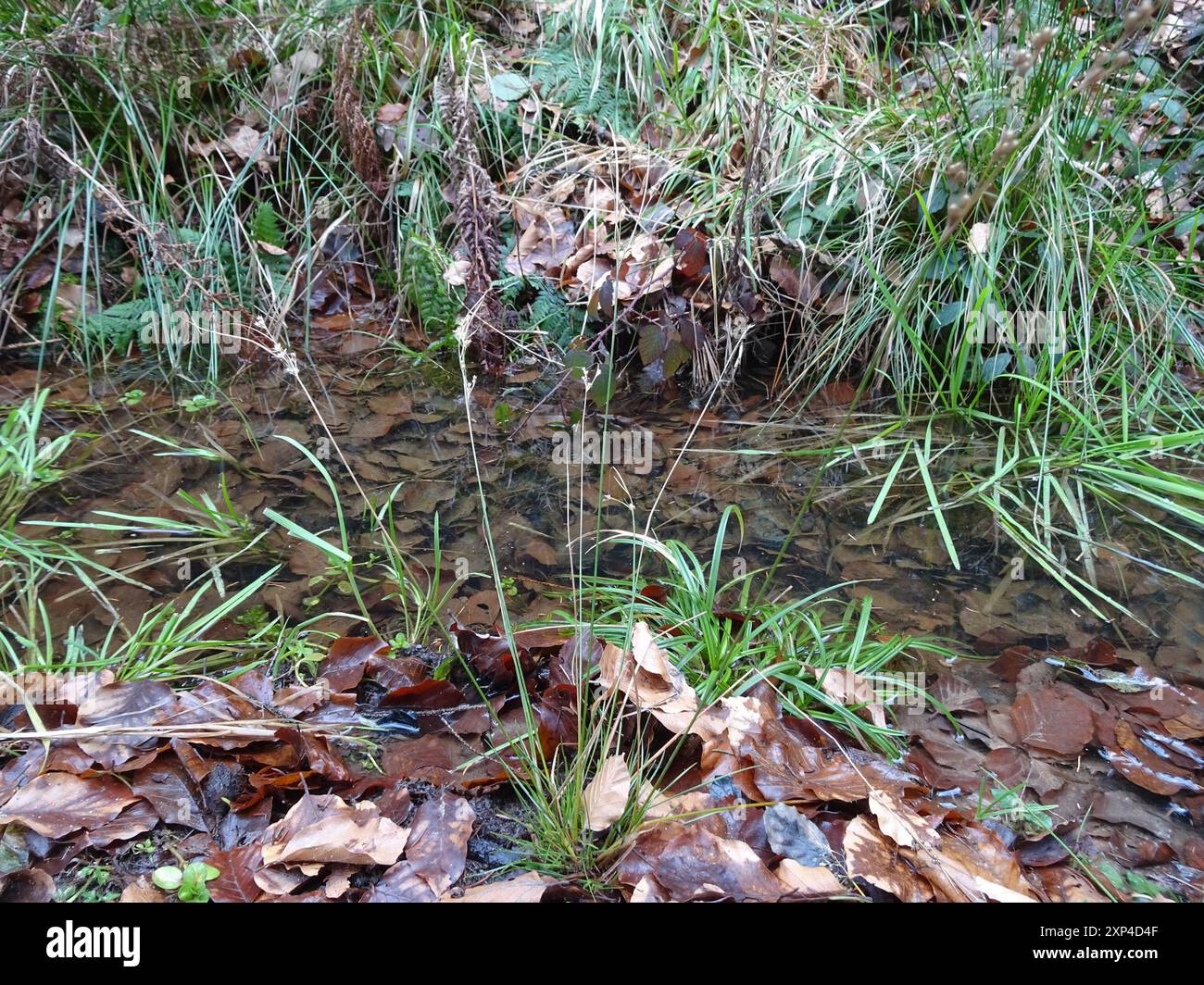 Bulbous Rush (Juncus bulbosus) Plantae Stock Photo - Alamy