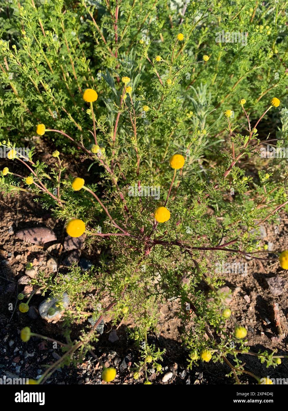 stinknet (Oncosiphon pilulifer) Plantae Stock Photo - Alamy