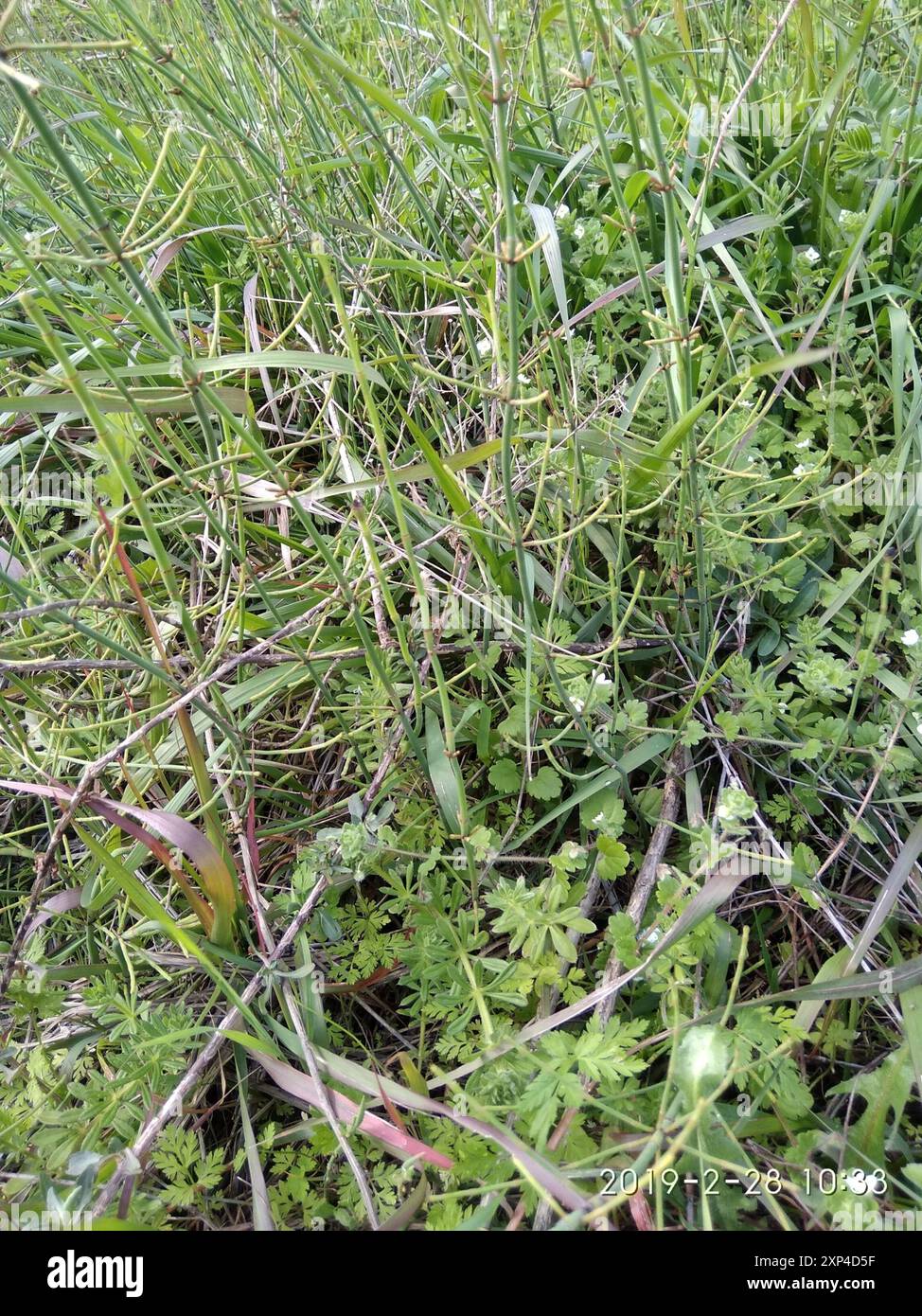 Branched Horsetail (Equisetum ramosissimum) Plantae Stock Photo - Alamy