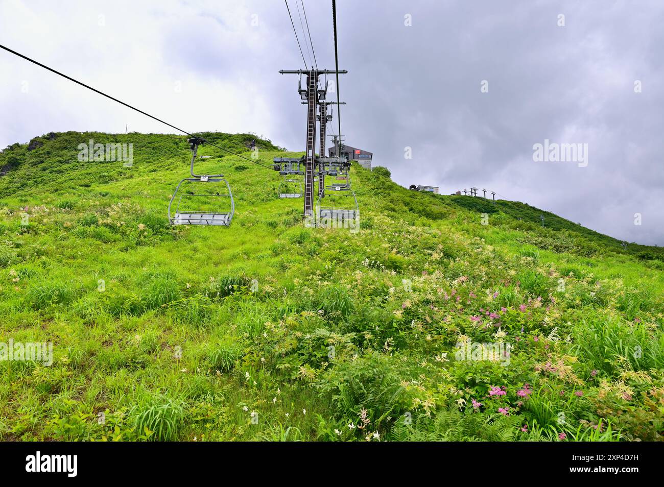 Wildflowers and Chairlifts to Hakuba Happo One in Nagano, Japan Stock ...