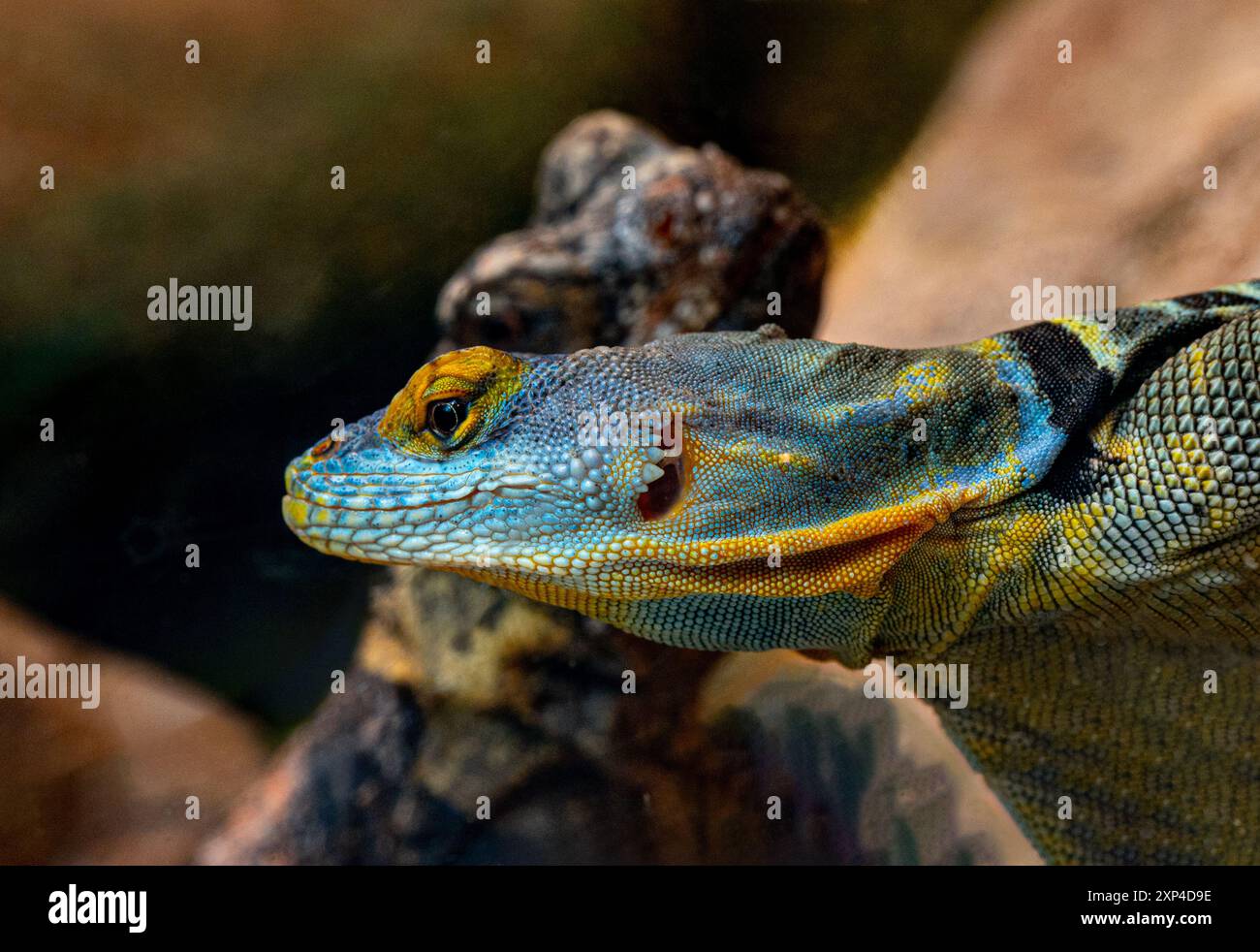 Portrait of Baja blue rock lizard (Petrosaurus thalassinus) basking on ...