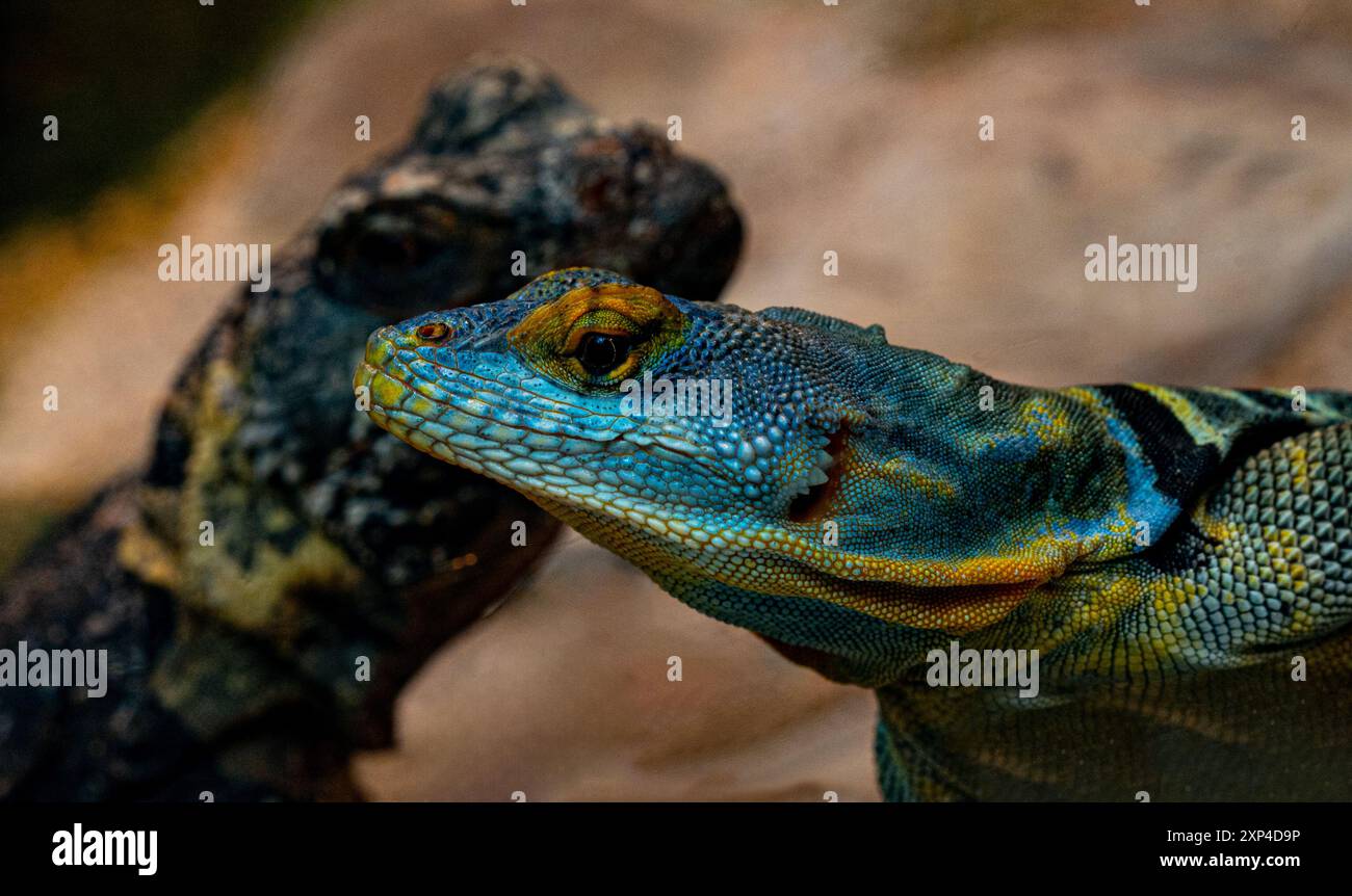 Portrait of Baja blue rock lizard (Petrosaurus thalassinus) basking on ...