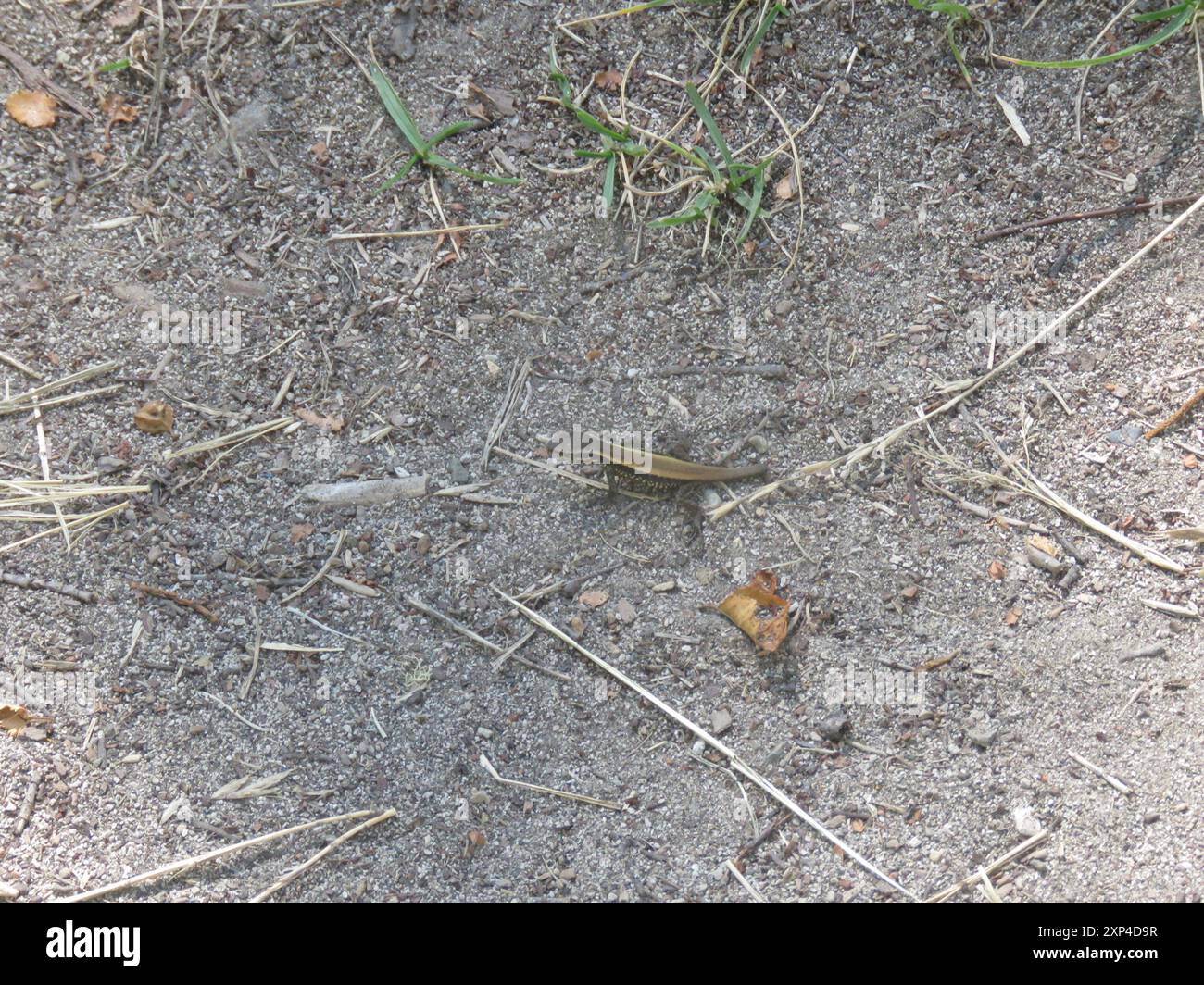 Common Painted Smooth-throated Lizard (Liolaemus pictus) Reptilia Stock ...