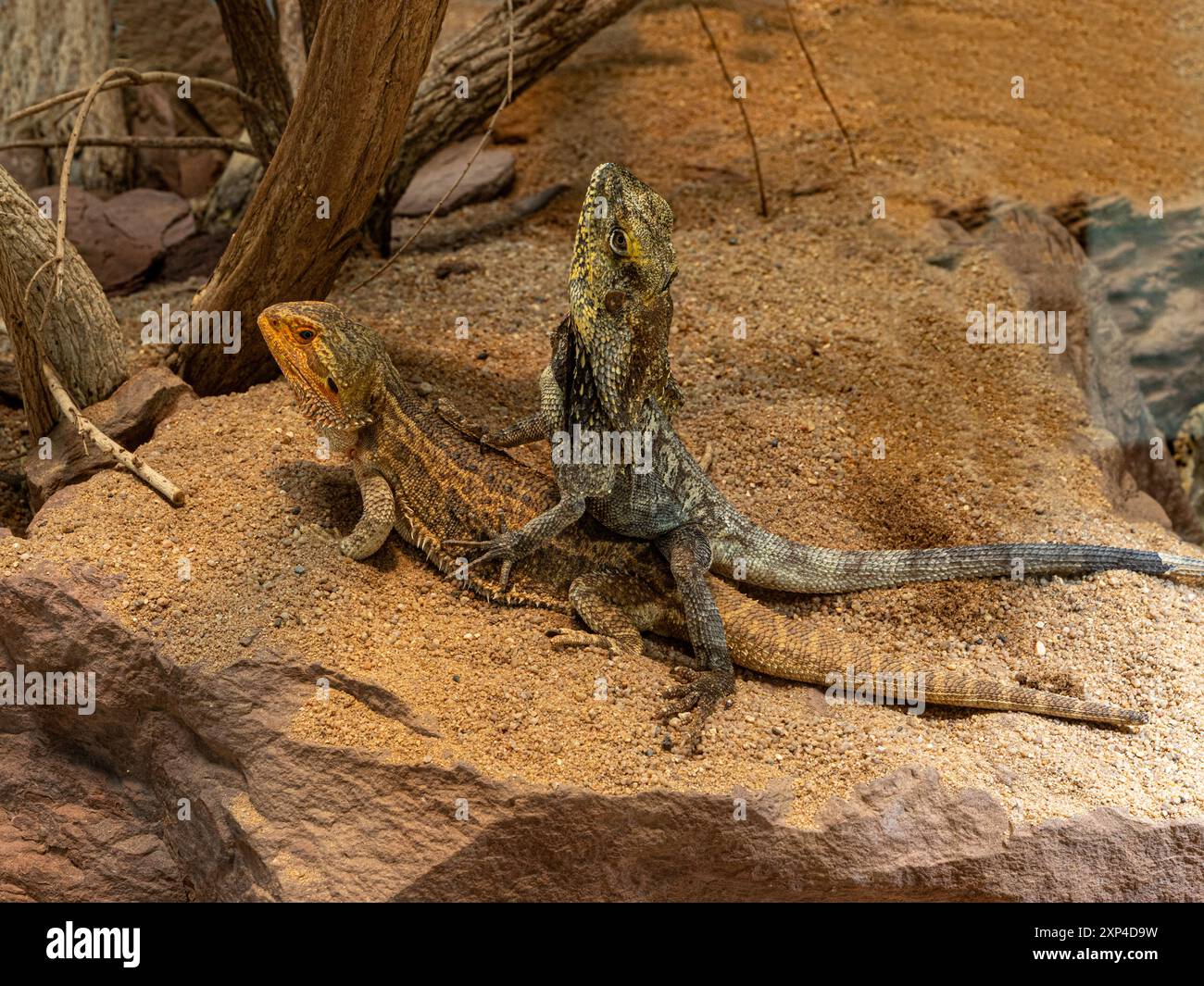 Frilled neck lizard (Chlamydosaurus kingii) and Central bearded dragon ...