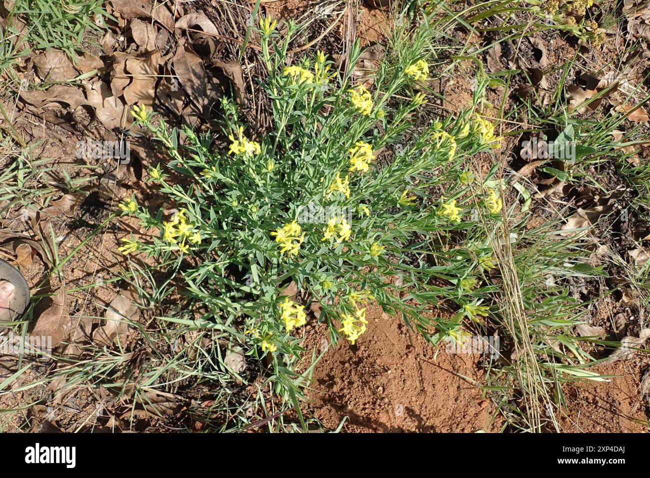 Common Curryflower (Lasiosiphon capitatus) Plantae Stock Photo - Alamy