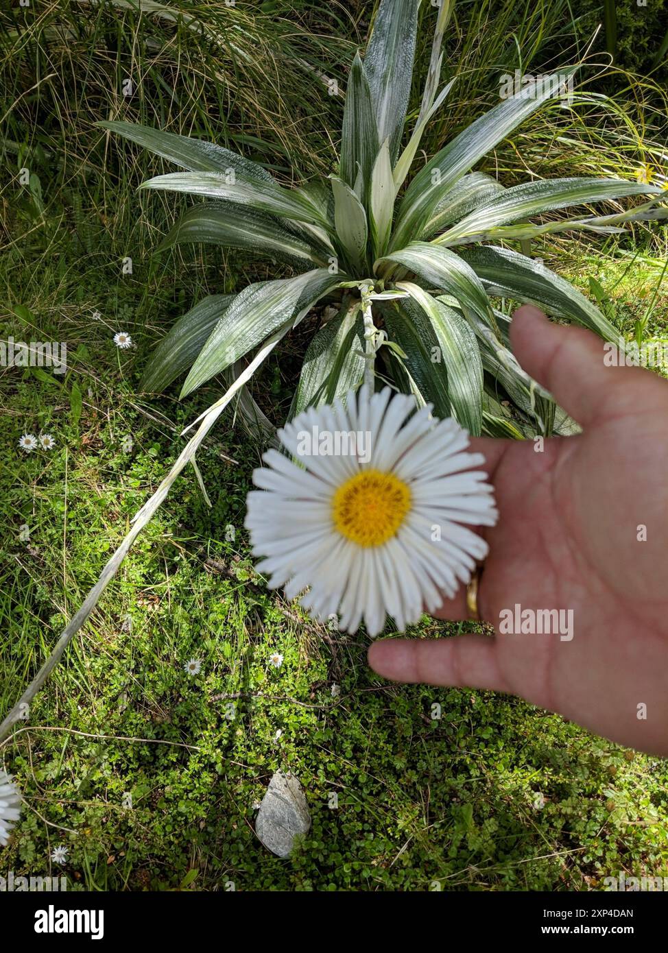 Large Mountain Daisy (Celmisia semicordata) Plantae Stock Photo - Alamy