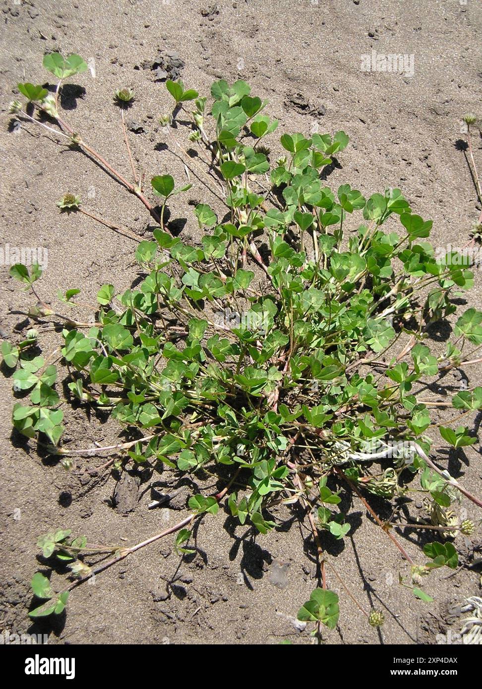 thimble clover (Trifolium microdon) Plantae Stock Photo - Alamy