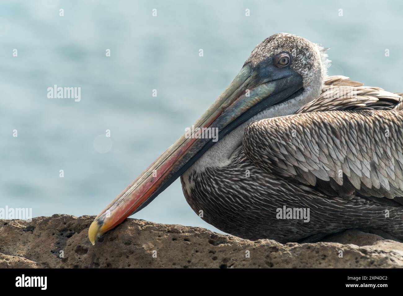 Pelican resting on rocky shore with serene ocean background Stock Photo ...