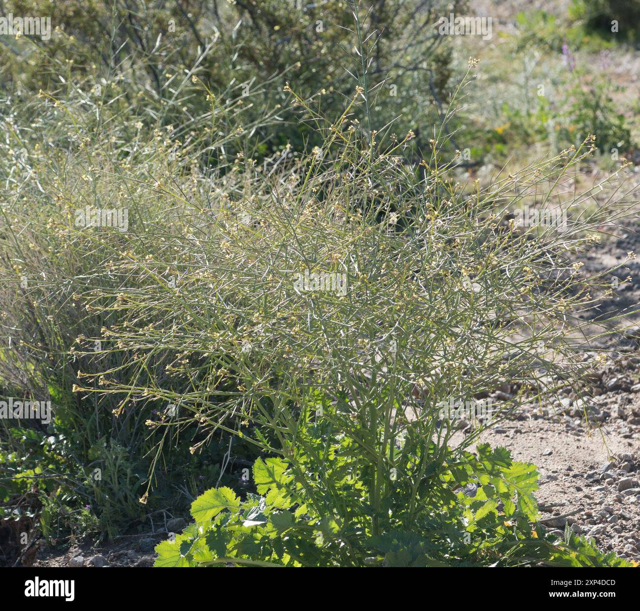 Saharan Mustard (Brassica tournefortii) Plantae Stock Photo - Alamy