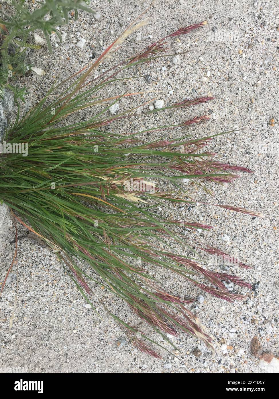 Arabian grass (Schismus arabicus) Plantae Stock Photo - Alamy