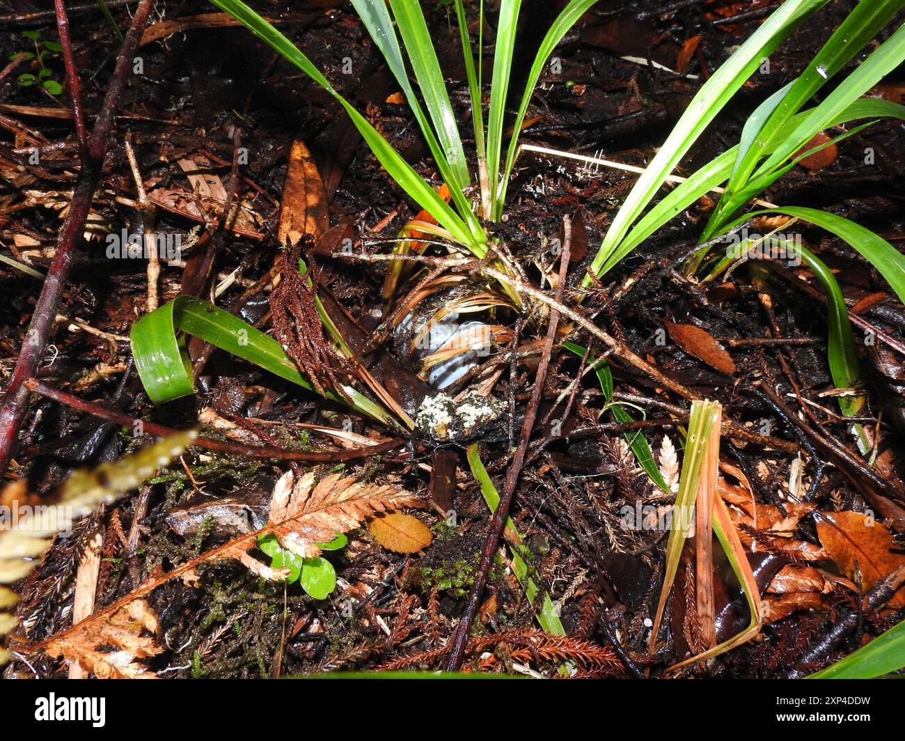 Blue Pouch Fungus (Clavogaster virescens) Fungi Stock Photo - Alamy