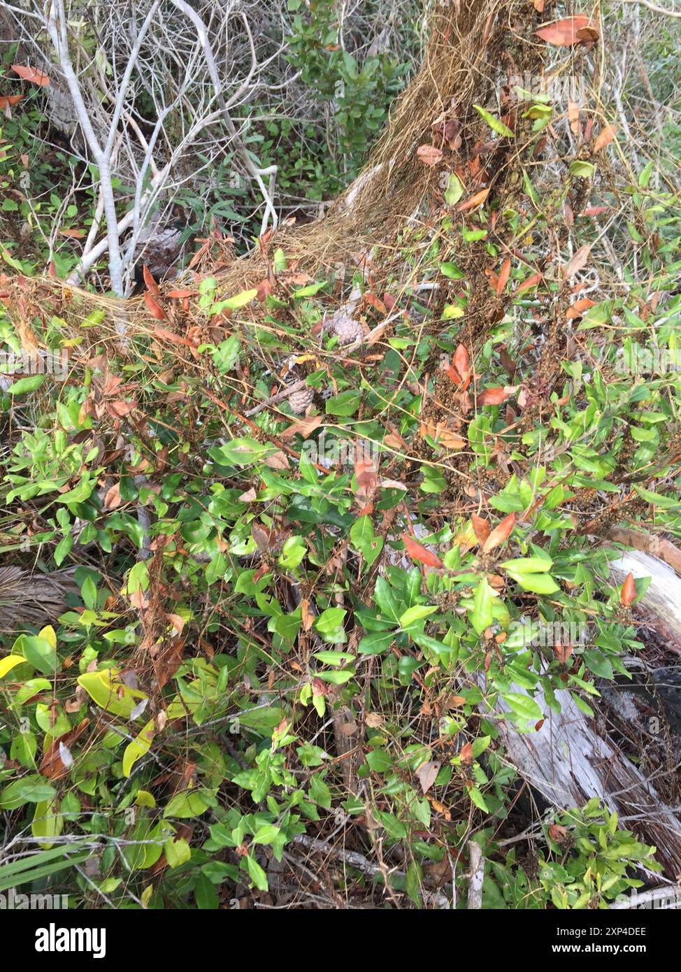 Cuscuta compacta hi-res stock photography and images - Alamy