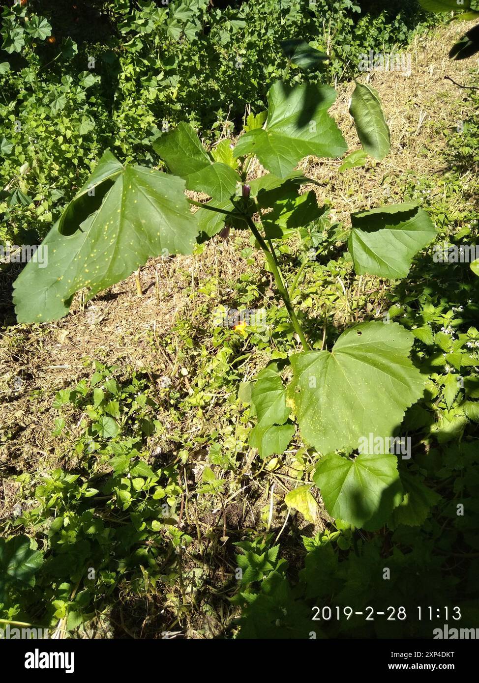Cretan mallow (Malva multiflora) Plantae Stock Photo - Alamy