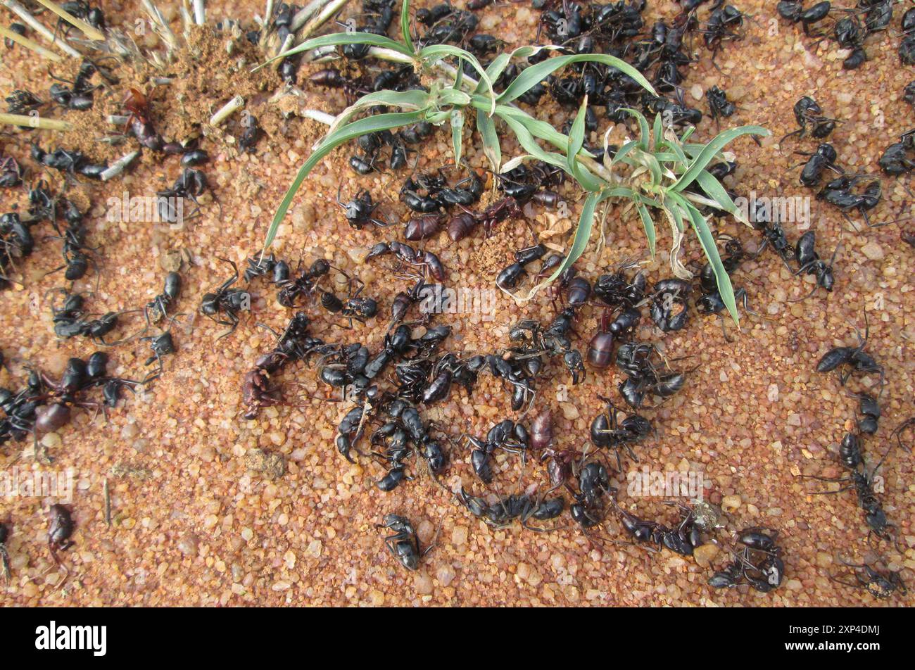 African stink ant (Paltothyreus tarsatus) Insecta Stock Photo - Alamy