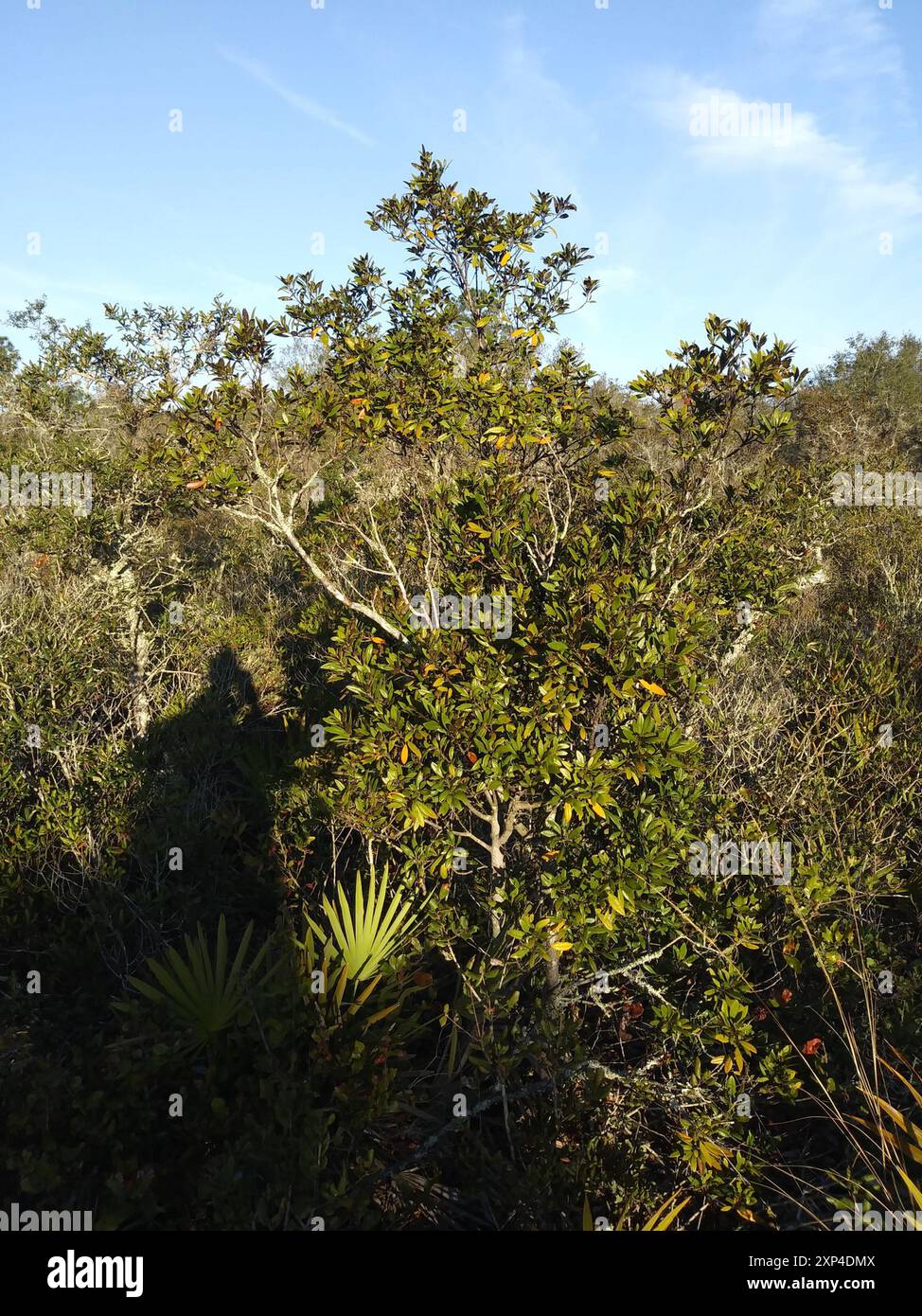 Silk Bay (Persea humilis) Plantae Stock Photo - Alamy
