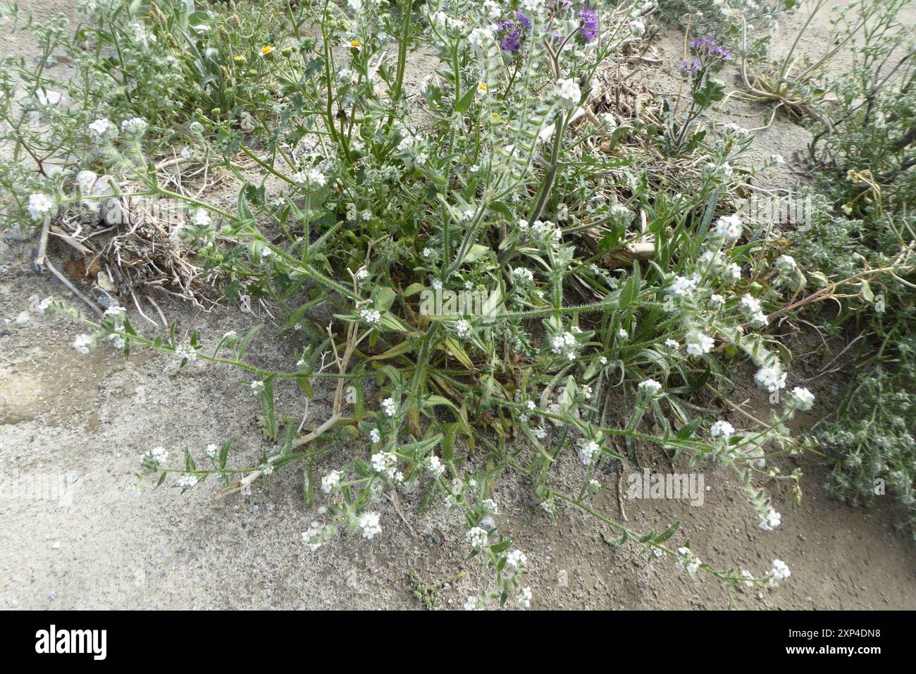 bearded cryptantha (Cryptantha barbigera) Plantae Stock Photo - Alamy
