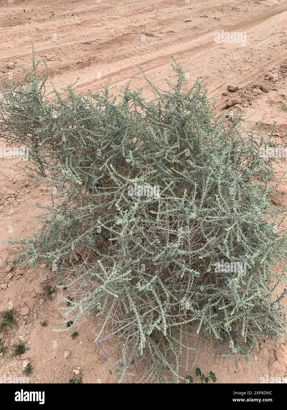 Cattle Saltbush (Atriplex polycarpa) Plantae Stock Photo - Alamy